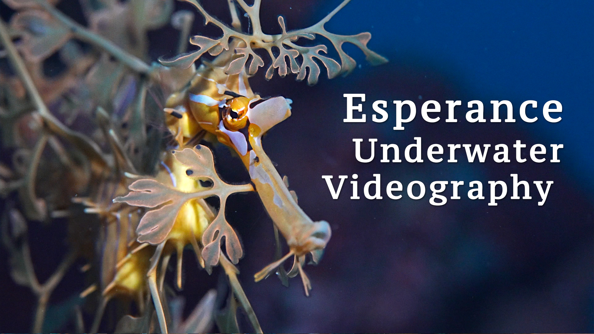 【4K】Esperance in Australia Underwater Videography エスペランス水中映像 | ダイビングと旅 ...